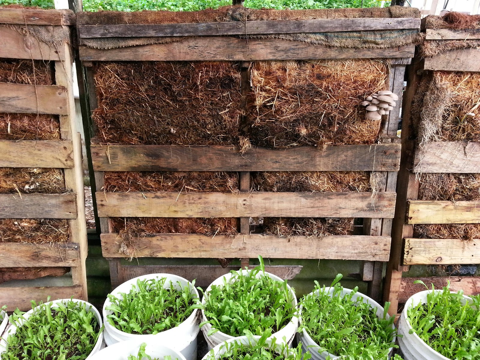 Urban Gardening Initiative: Growing Power tour in Milwaukee, Wisconsin!