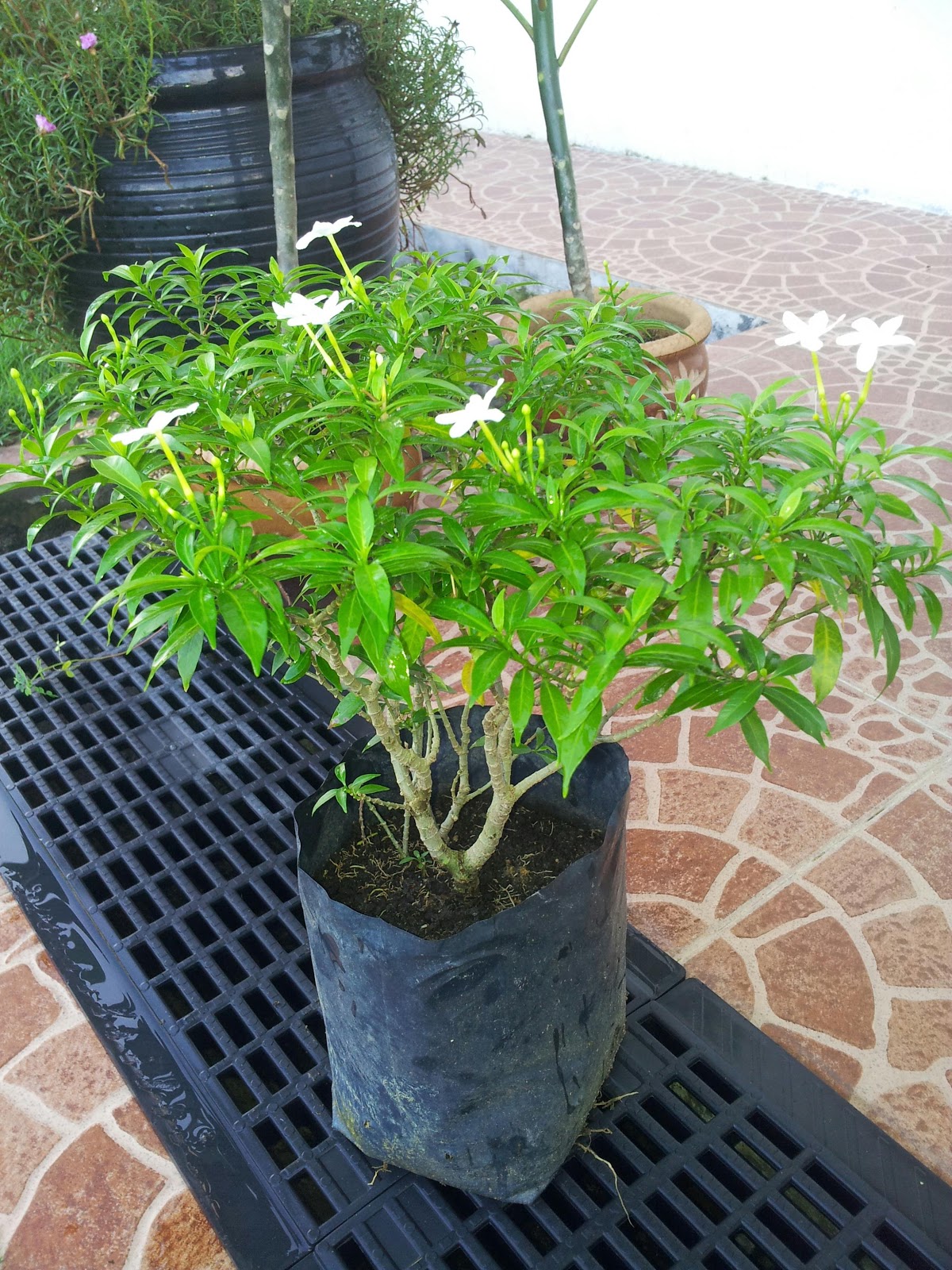 My Sekangkang Kera: DIY: Pokok Bonsai Jasmin