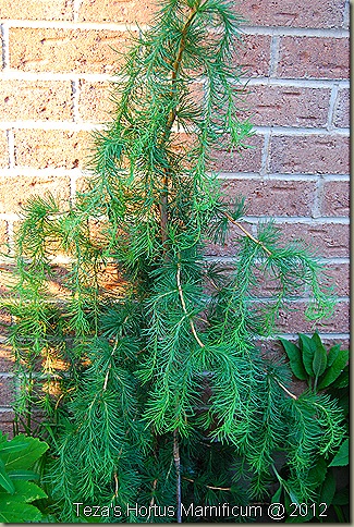 Larix Redux for Darla | Teza's Hortus Magnificum