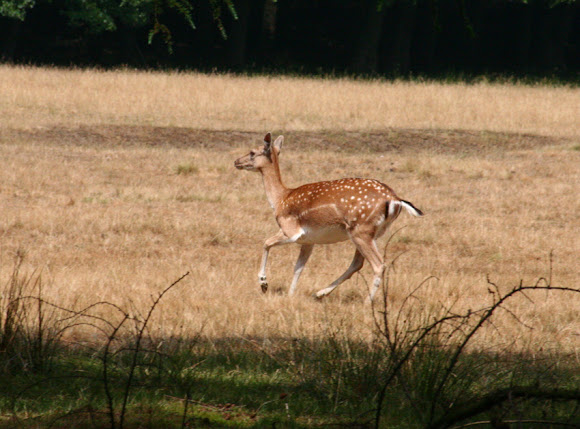 Fallow deer | Project Noah