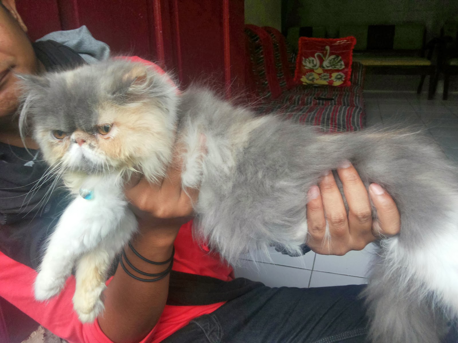 Penitipan Kucing Bandung - MojoCatHouse