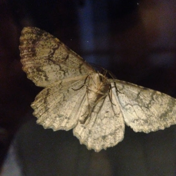 Tulip-tree Beauty Moth | Project Noah