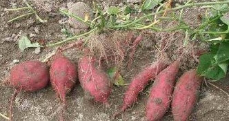Example of Adventitious Root Tubers | ExamplesOf.net