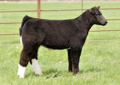 RCC Blog: Otto and Pesek