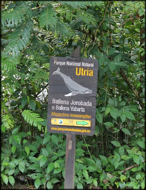 Ojalá que llueva café: PNN Ensenada de Utría