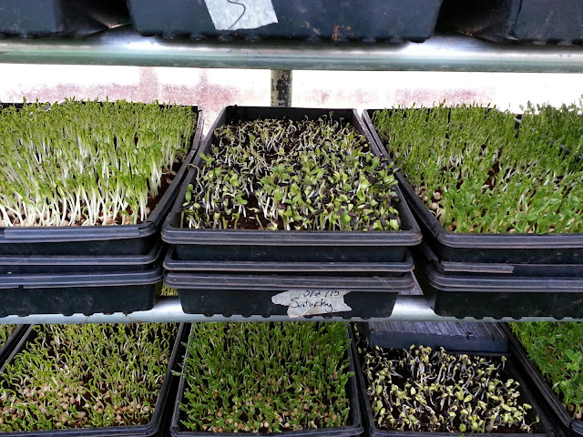 Urban Gardening Initiative: Growing Power tour in Milwaukee, Wisconsin!