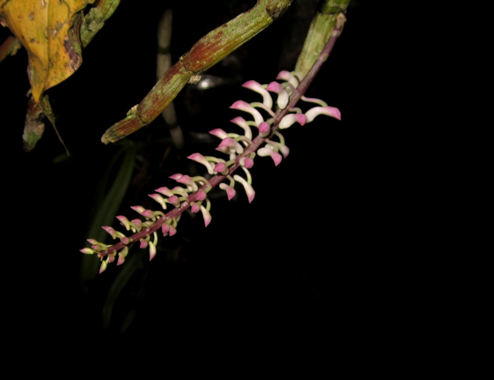 MillFa Wild Orchid: Dendrobium secundum