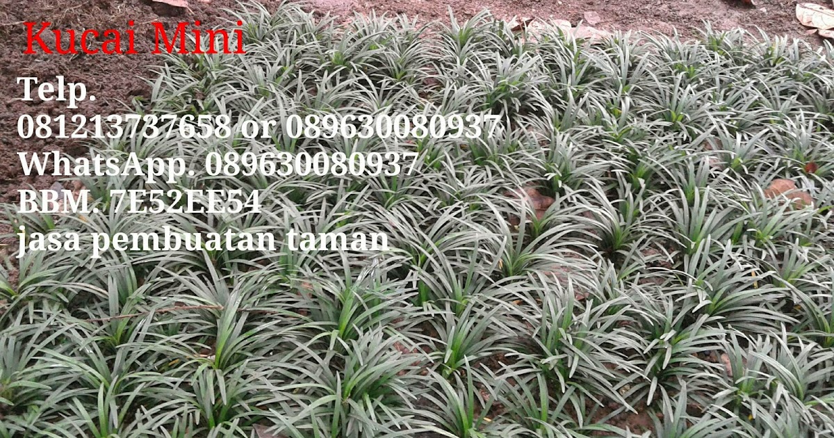 Tren Gaya 33+ Tanaman Hias Pengganti Rumput