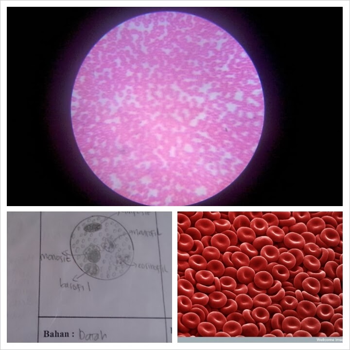 BIologi: JARINGAN DARAH