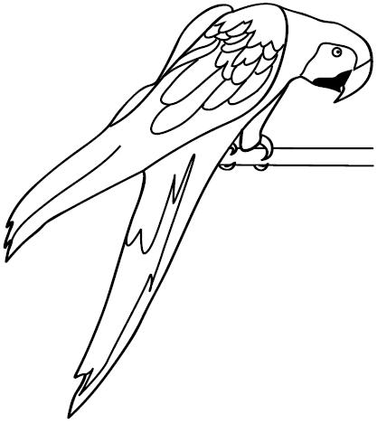 Imagenes de perico para colorear - Imagui