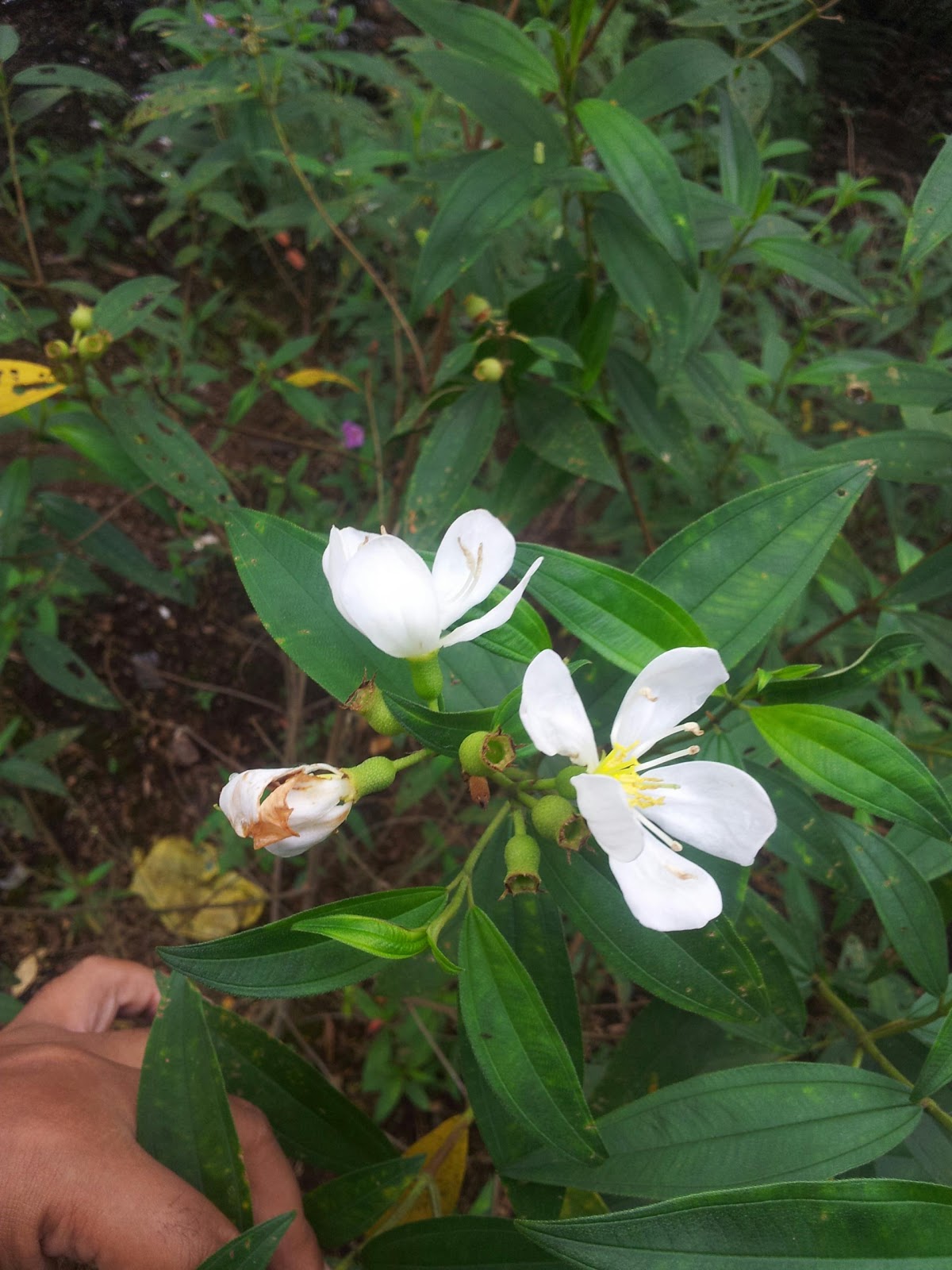 Warisan Tok Janggut: senduduk putih....