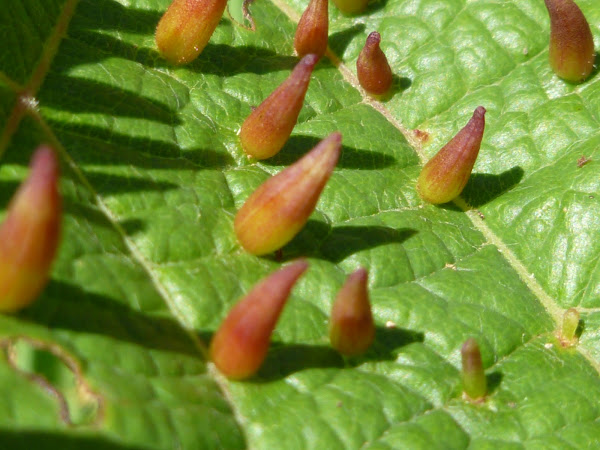 Gall Midge (Cecidomyiinae) Galls | Project Noah