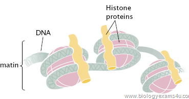 Types of Histones - Nucleosomal histones and H1 histones ~ Biology ...
