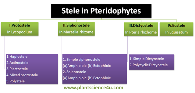Types of Stelar System and its Evolution in Pteridophytes