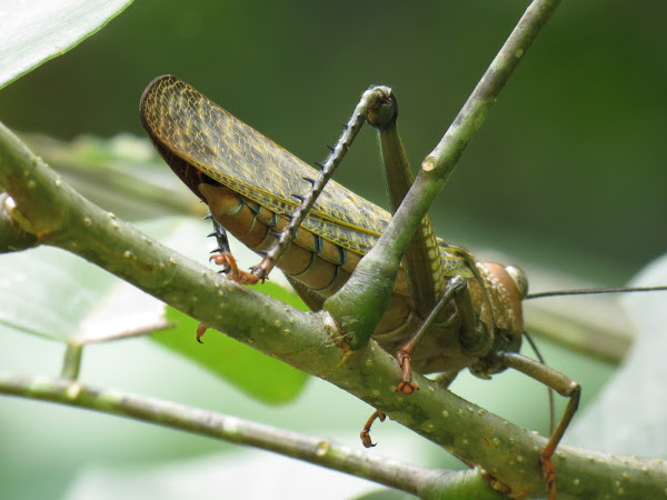 Giant red-winged grasshopper | Project Noah