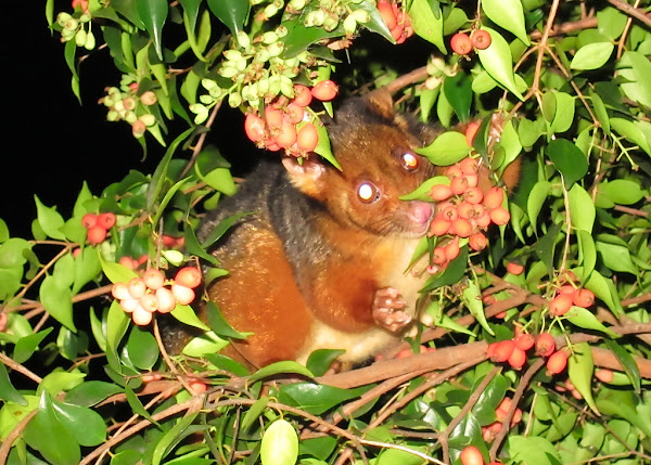 Common Ringtail Possum | Project Noah