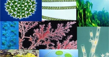Similarities between Algae and Bryophytes | Plant Science 4 U