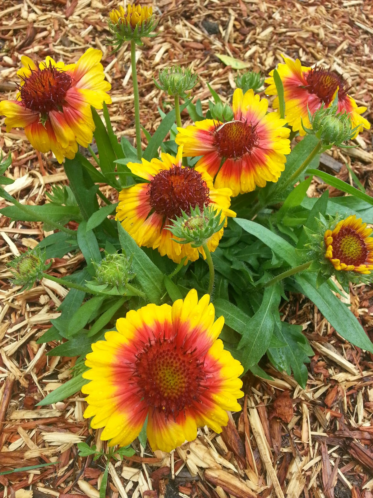 veggiehikertravel: Early summer flowers