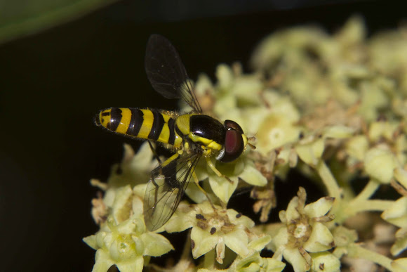 Yellow-shouldered Hover Fly | Project Noah
