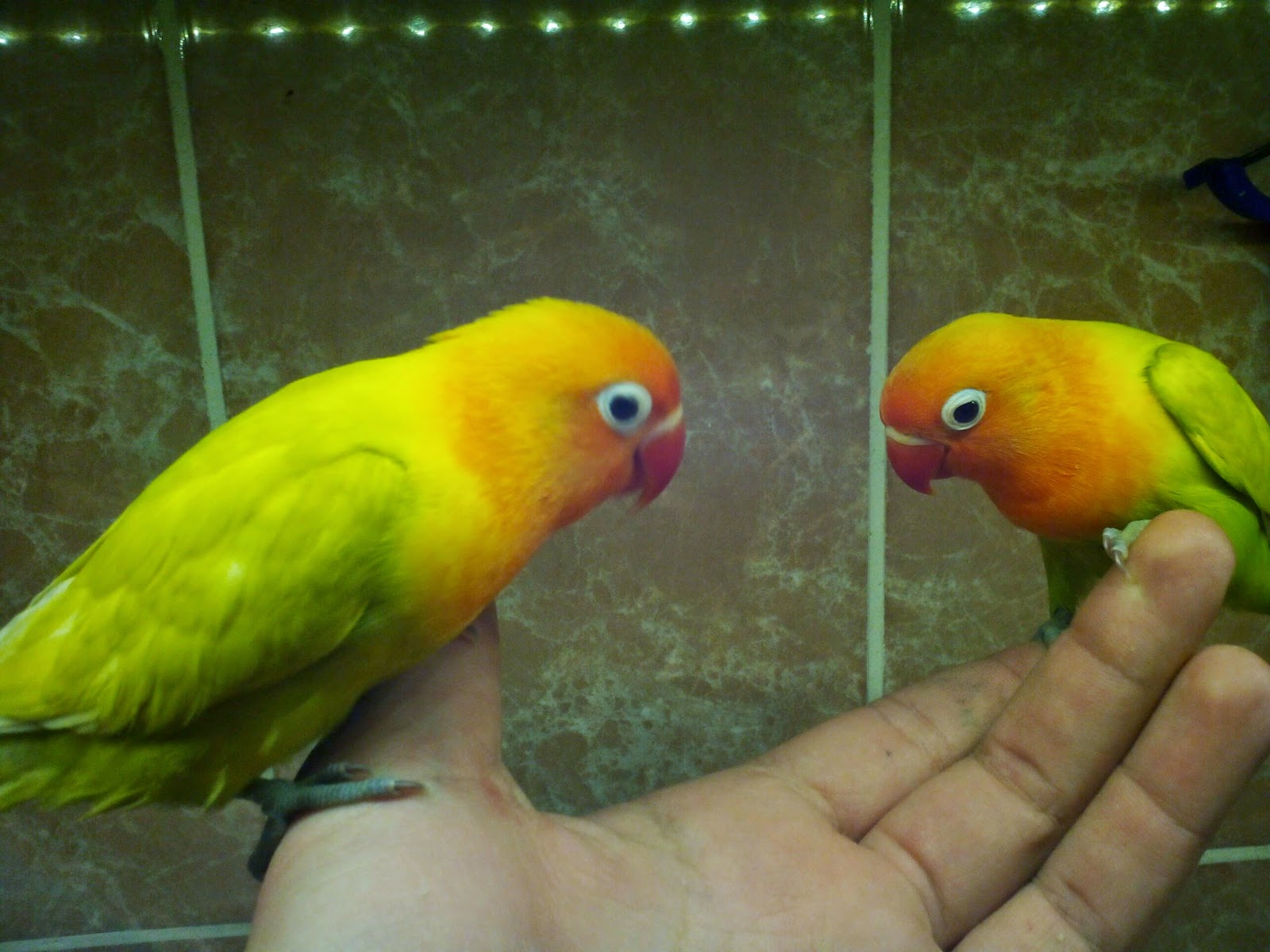 pitome papige: GARANCIJA