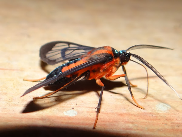 Vermillion Mimic Wasp Moth | Project Noah
