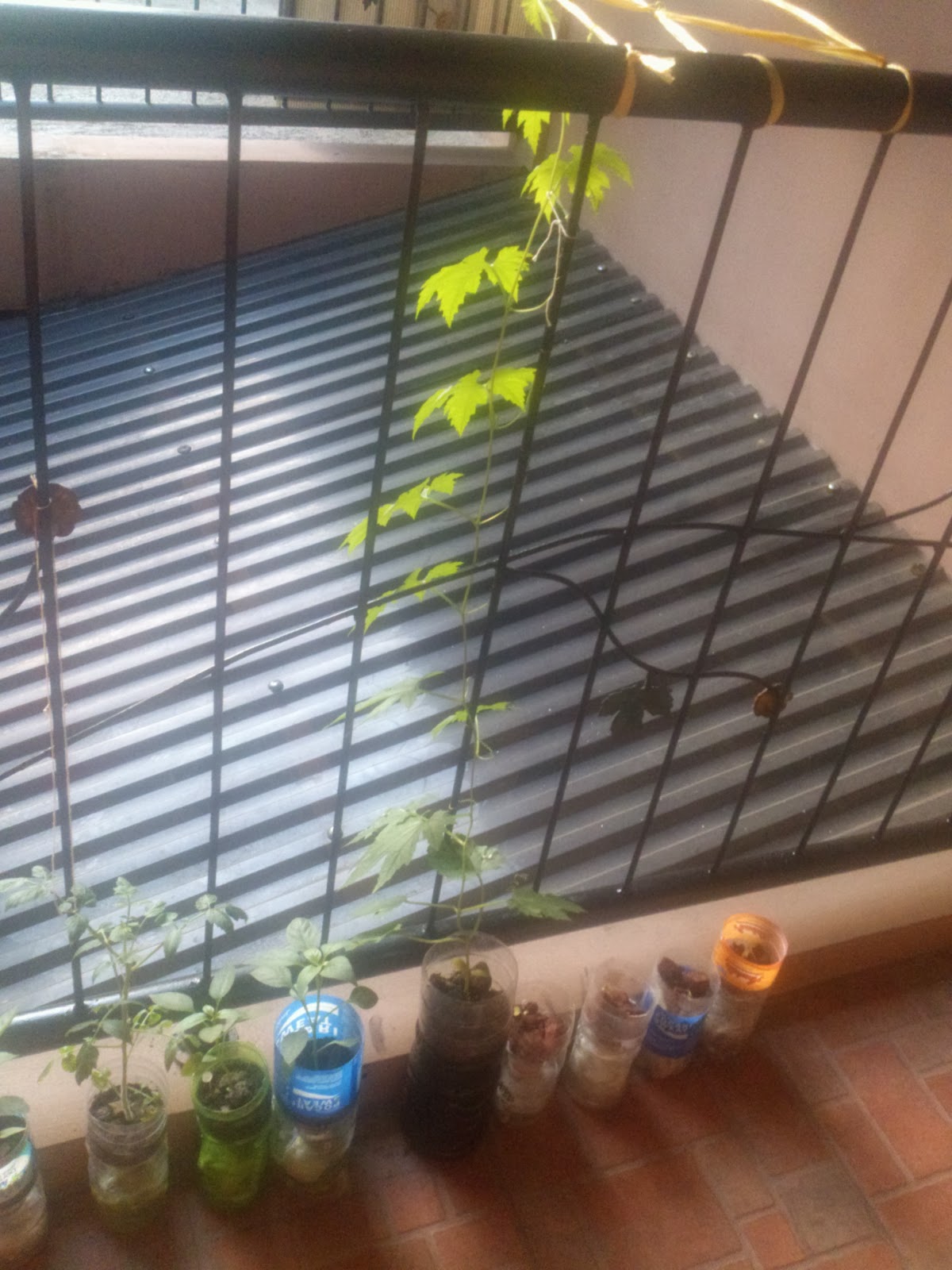 Petani Kambuhan: Menanam Paria atau Pare secara Hidroponik