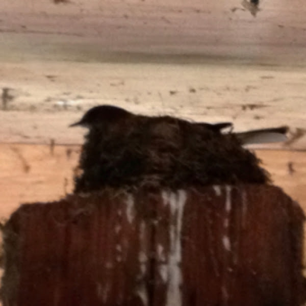 Eastern Phoebe | Project Noah