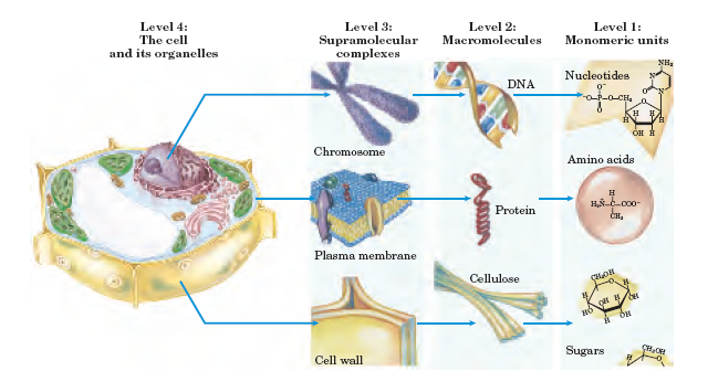 5 Major Functions of Biomolecules ~ Biology Exams 4 U