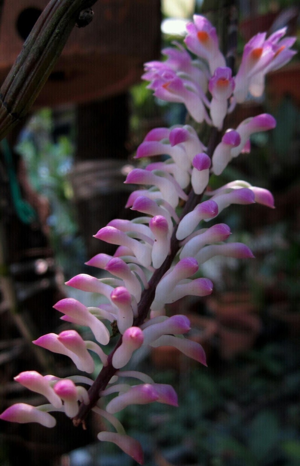 MillFa Wild Orchid: Dendrobium secundum
