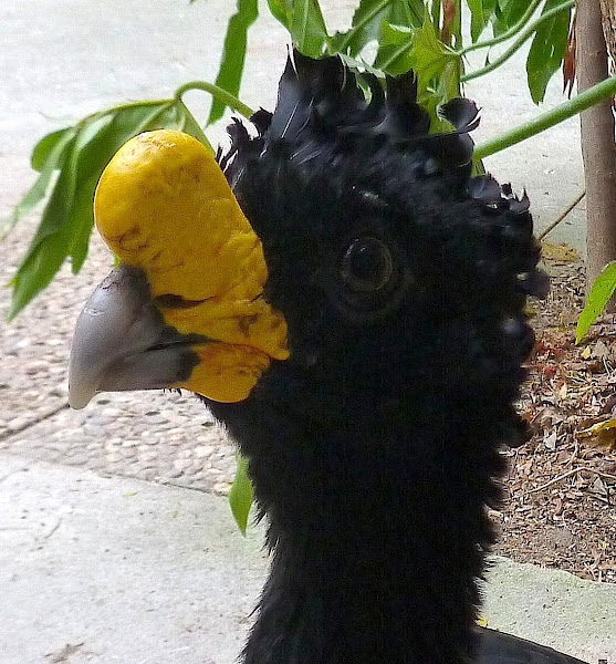 Great Curassow or Hocofaisan | Project Noah