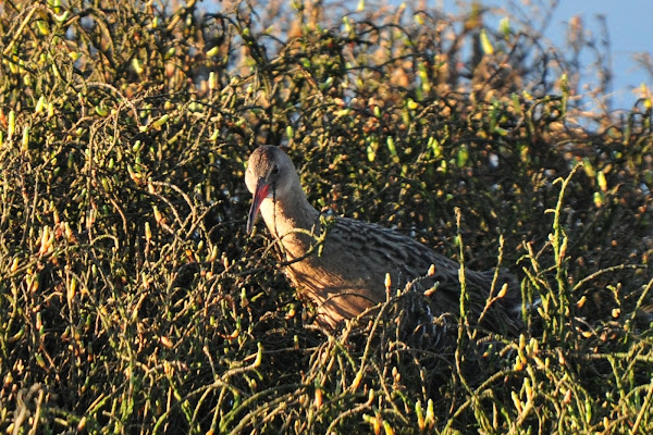 Clapper Rail | Project Noah