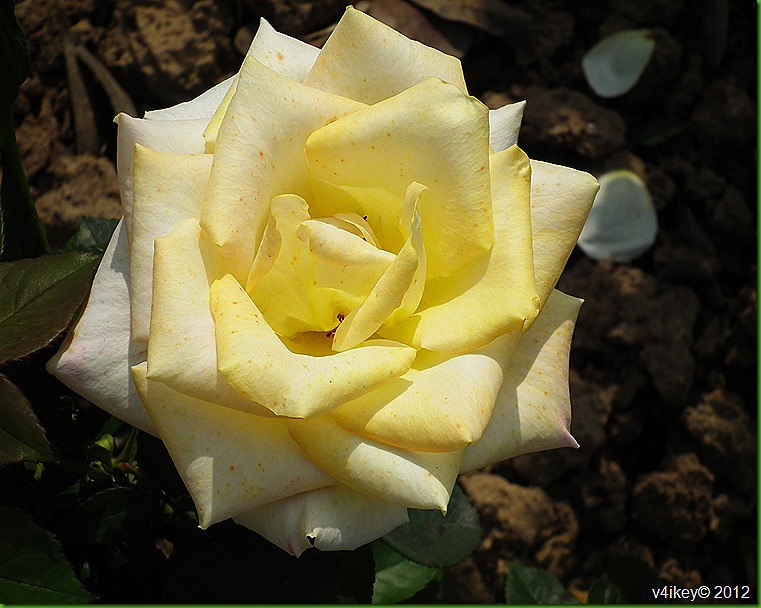 Splendid Photos: Anika Rose Flower