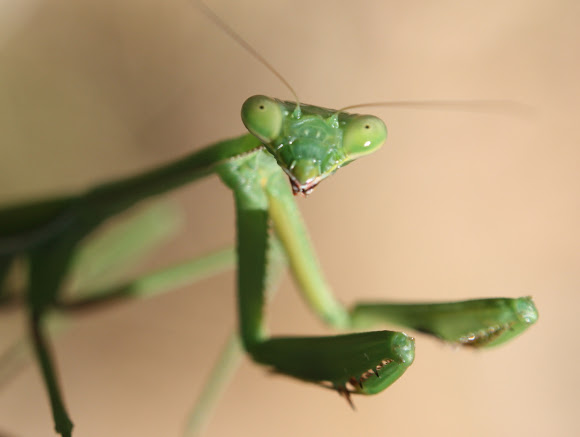 False garden mantis | Project Noah