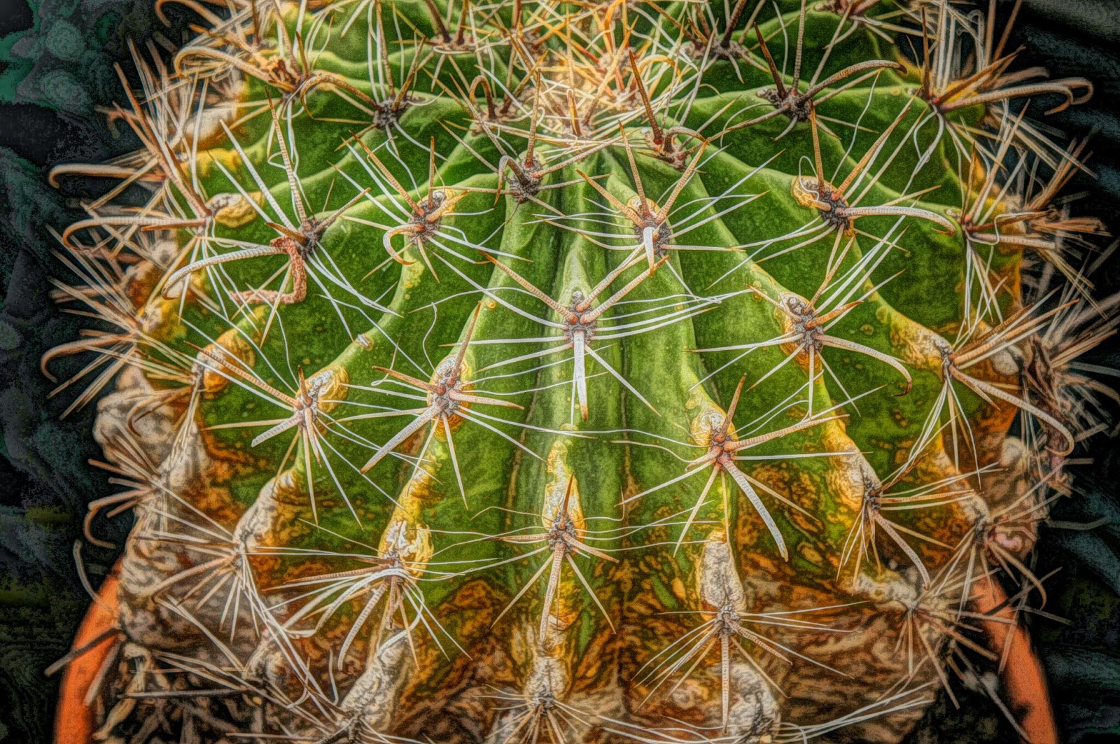 1000 Free pictures released into the public domain!