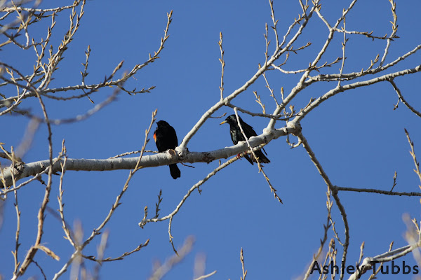 Red-winged Blackbird | Project Noah