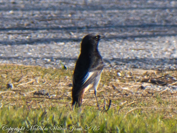 Black Redstart | Project Noah