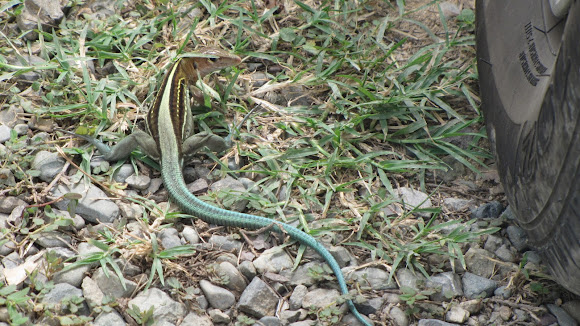 Ground Lizard | Project Noah