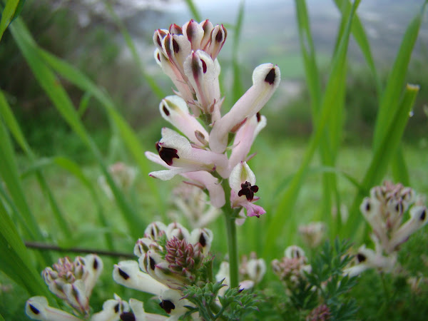 Hierba de la Culebra | Project Noah