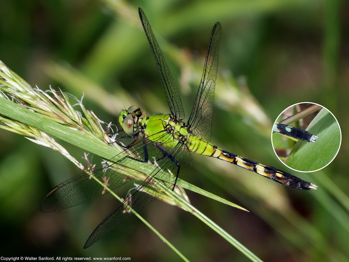 Eastern Pondhawk dragonfly (immature male) | Project Noah