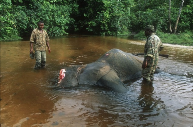 Elephant meat sold openly amid ‘extensive’ slaughter in Central African ...