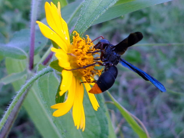 Fire-tailed wasp | Project Noah