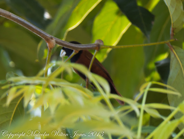 Chestnut Munia | Project Noah