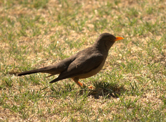 Karoo Thrush (Geelbek Lyster) | Project Noah