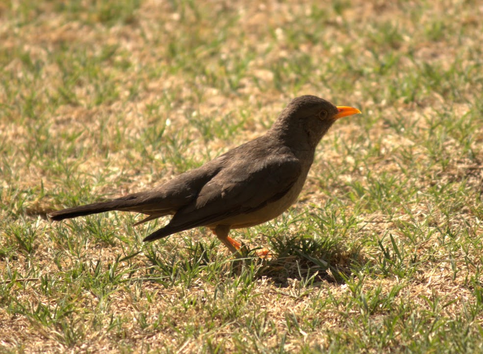 Karoo Thrush (Geelbek Lyster) | Project Noah