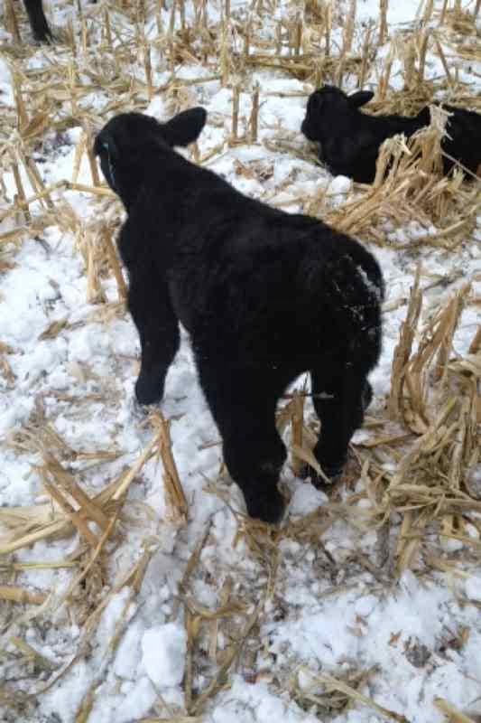 RCC Blog: Walks Alone Bull Calf | Colorado