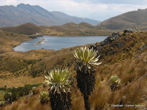 Tourism Journey "C": paramo de siscunsi