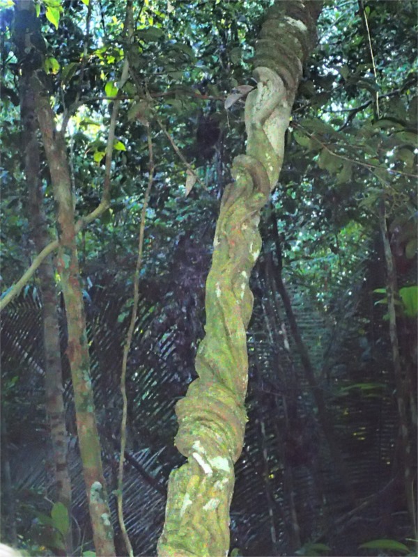 The fantastical adventures of Colin and Francesca: Juma Reserve ...