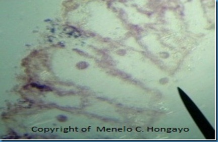 MCH unlimited for Science: Grantia sp.