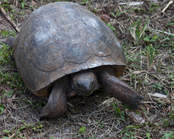 Gopher Tortoise | Project Noah
