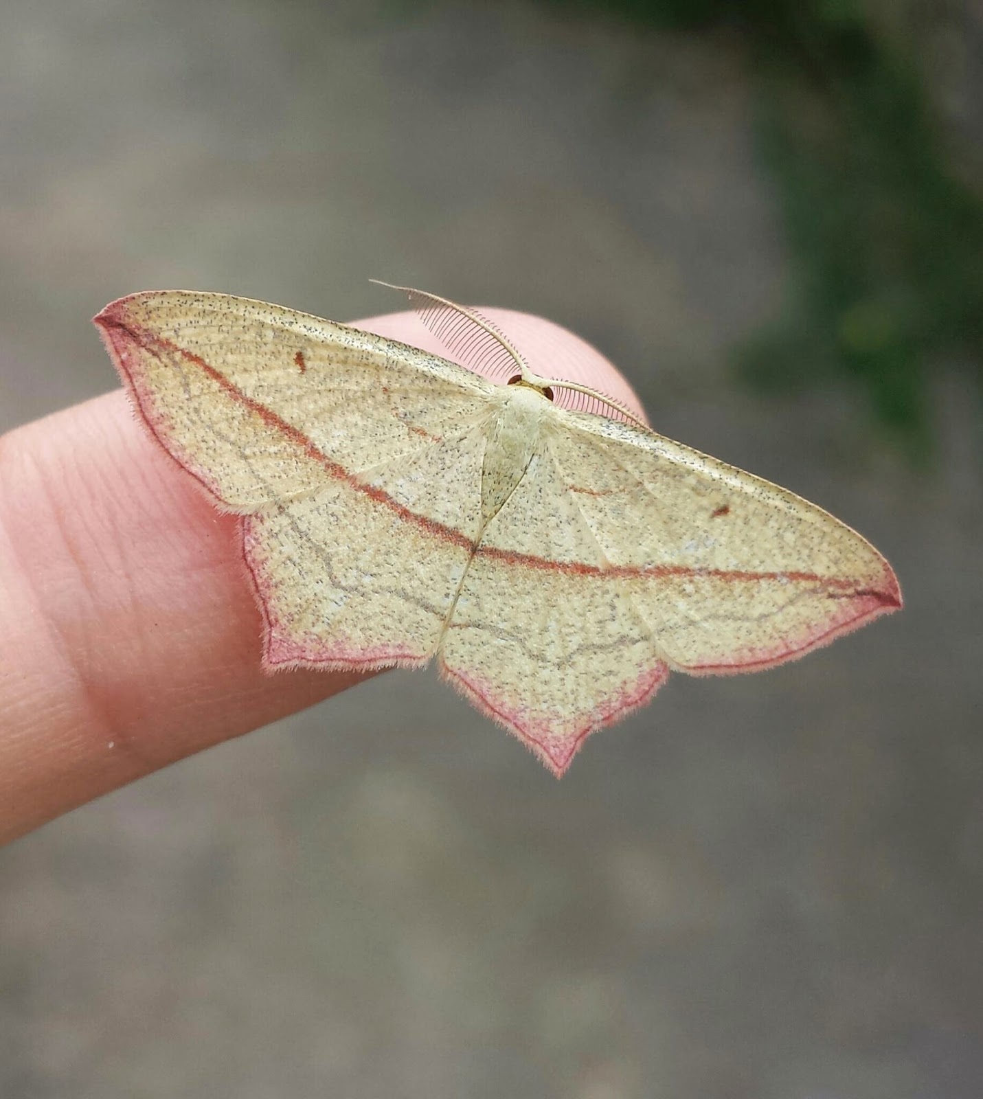 The Northern Moth Trap: Beautiful Blood-Vein, Timandra comae.